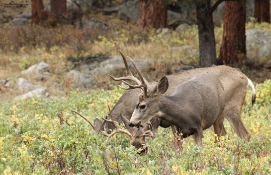 WP:~Mule Deer~ | Wolf Song Blog