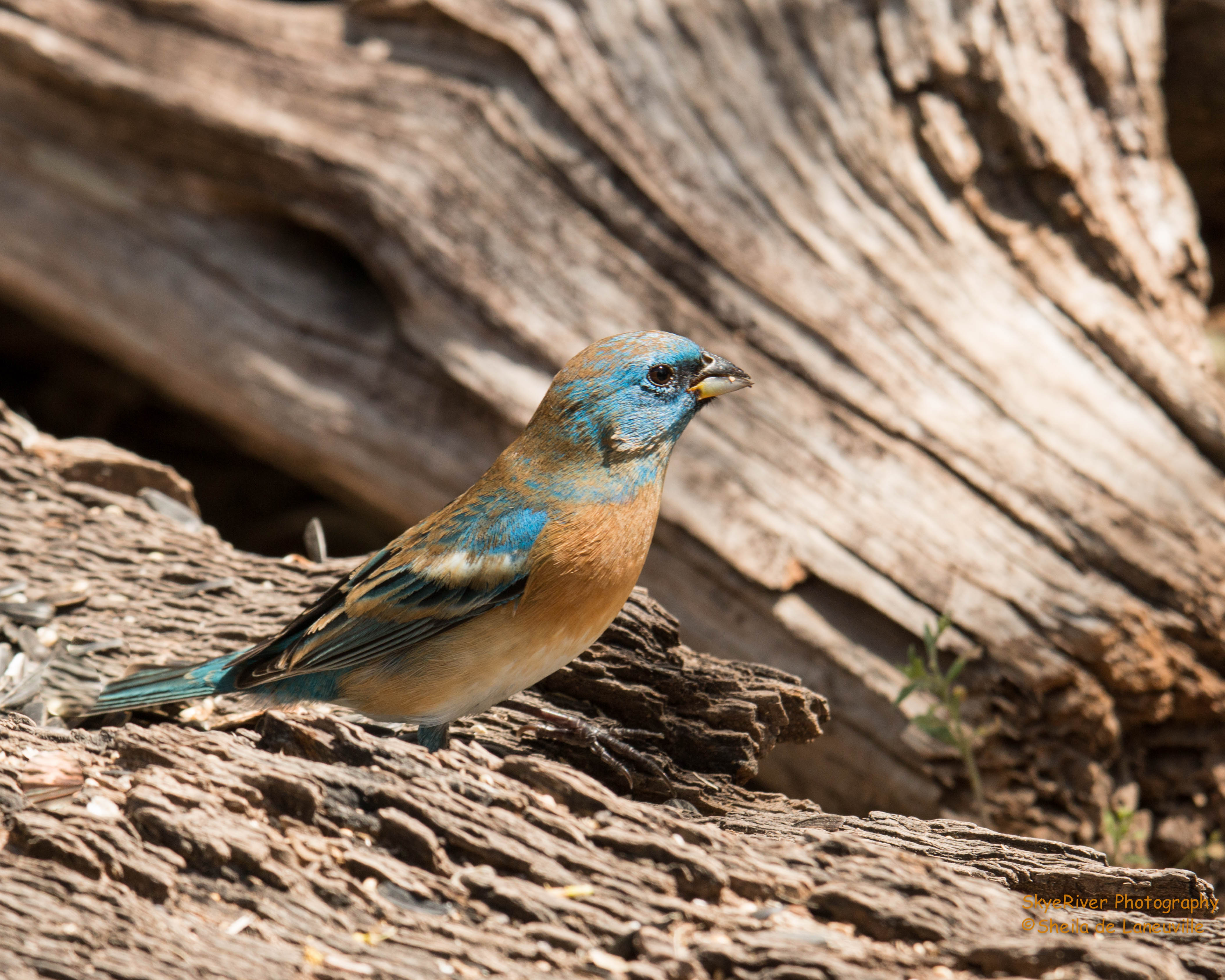 ~birding In Texas Lazuli Bunting Wolf Song Blog