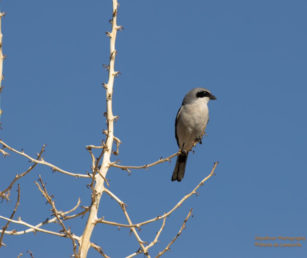 ~The Butcher Bird… | Wolf Song Blog